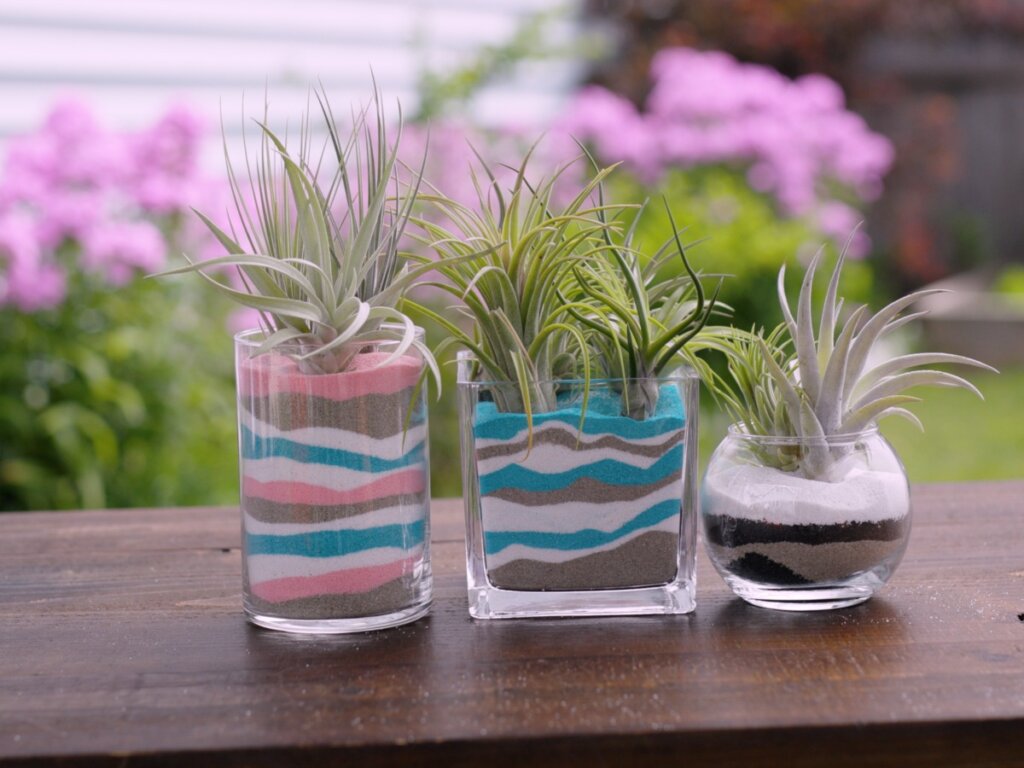 Learn How to Grow Air Plants with This Kid-Friendly Project