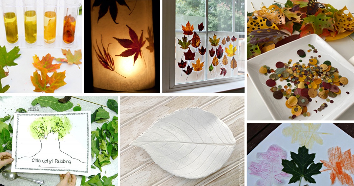 Leaf Project Ideas And Experiments To Try This Fall